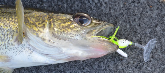 WiggleFin - ActionDiscs