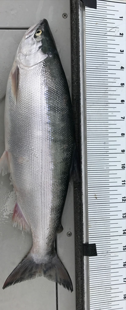 WiggleFin - HellRazor Dodgers